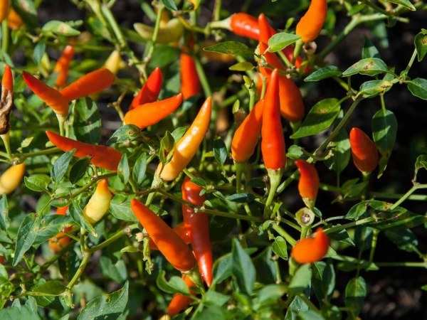 A Hot Guide to Chillies in Australia: Types, Heat & Handling Tips ...